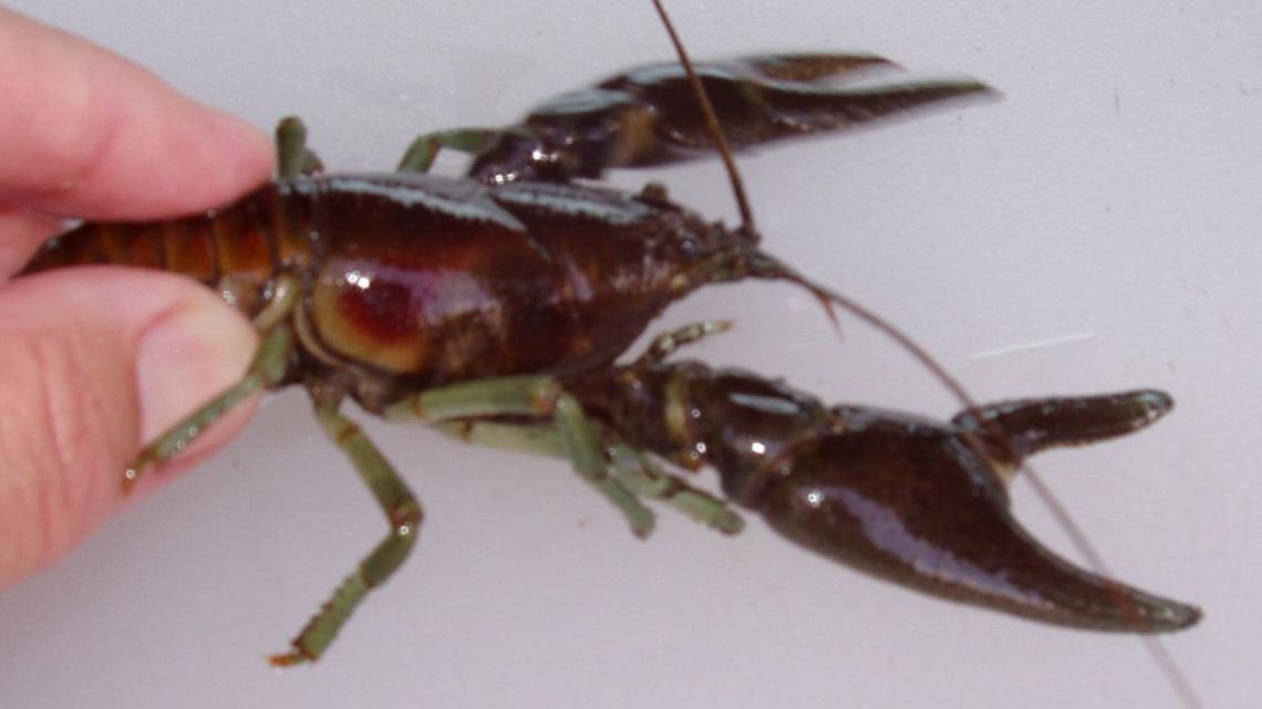 Rusty crayfish found in West Fork Little Thompson River in Colorado ...