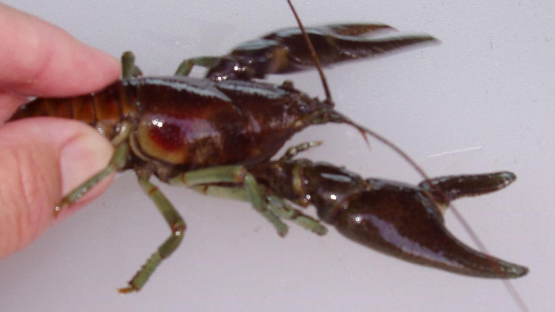 Rusty crayfish found in West Fork Little Thompson River in Colorado ...