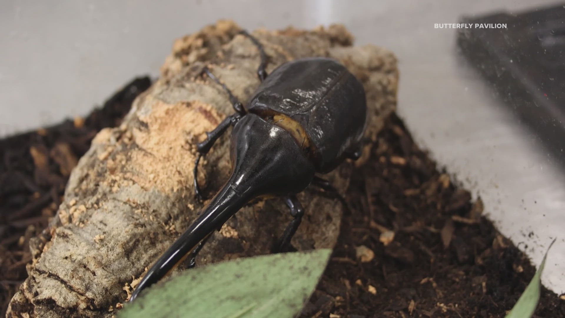 Spooky Safari: Hercules beetle | 9news.com