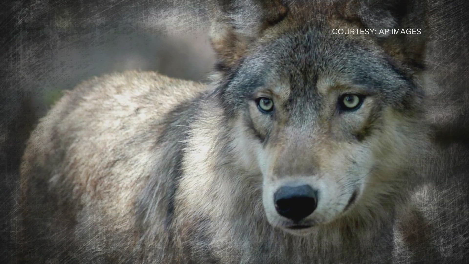 Washington state rejects Colorado's request for wolves this winter ...
