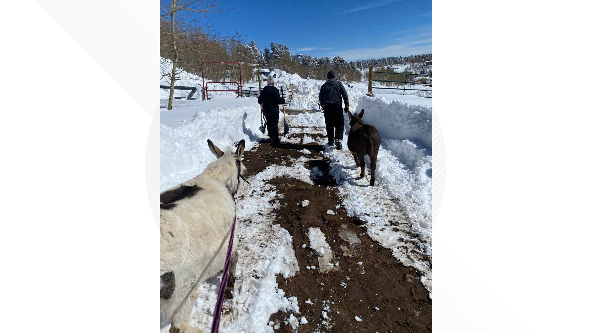Donkeys rescued from collapsed barn after Colorado snowstorm | 9news.com