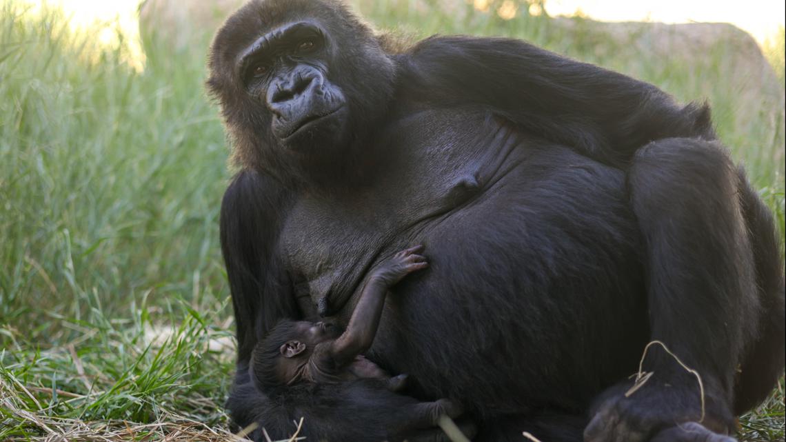 Cheyenne Mountain Zoo welcomes endangered baby gorilla after 13 years | 9news.com