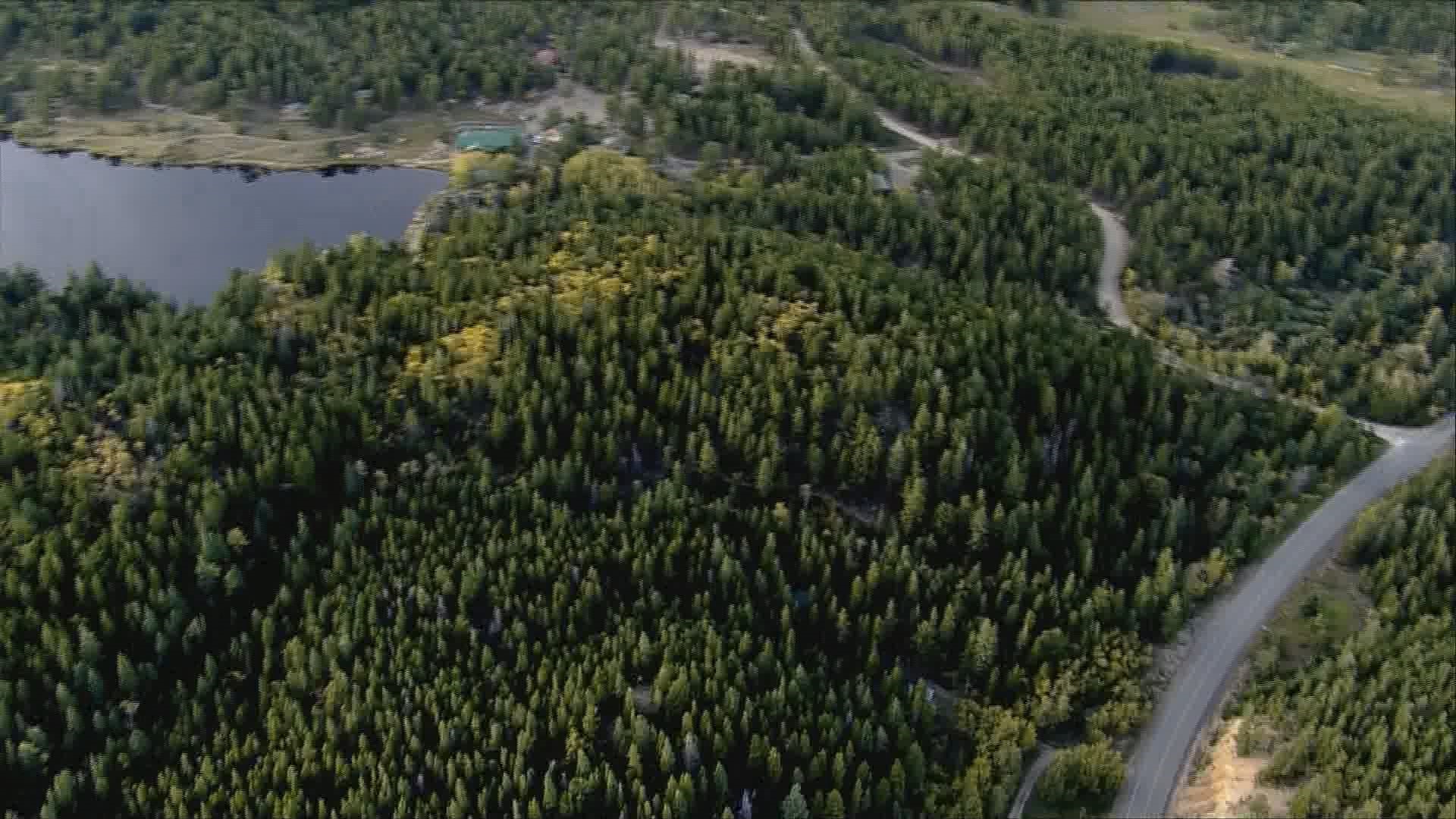 Moose attacks, injures woman hiking with her dog | 9news.com