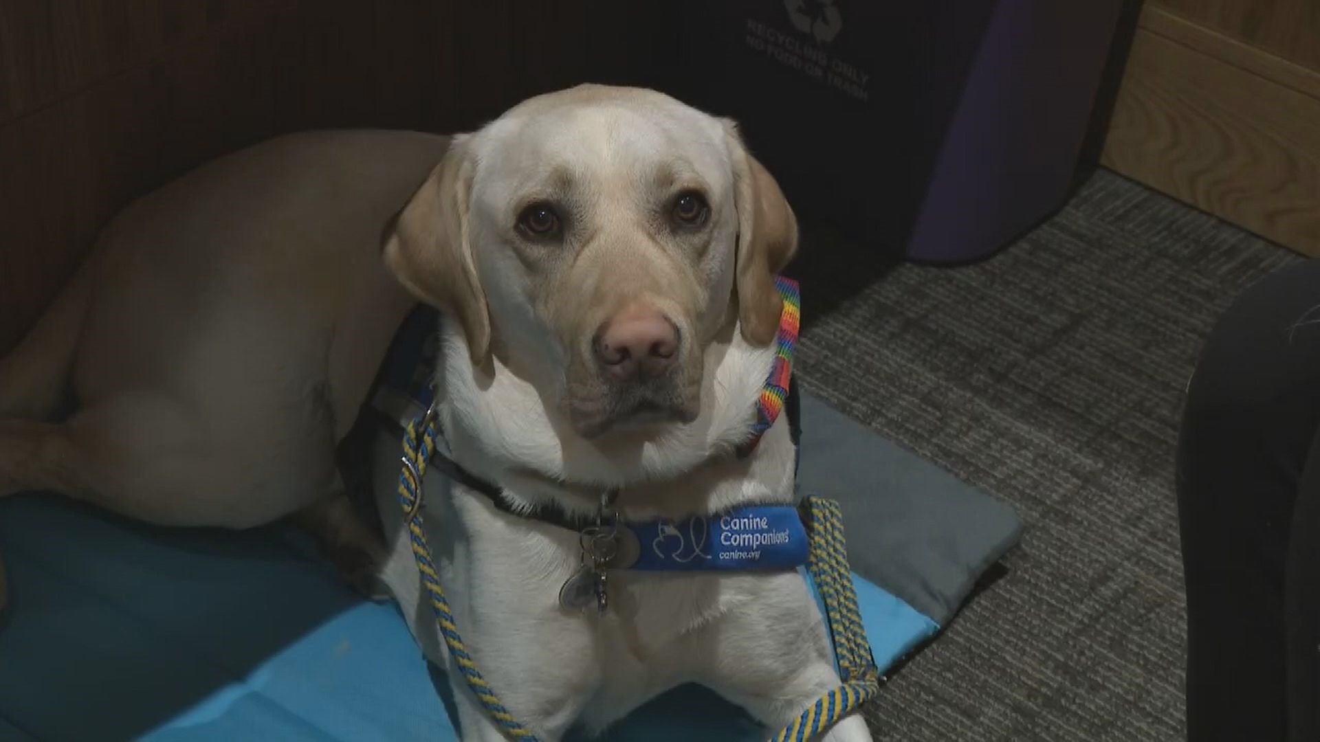 Denver DA adds dog to staff to comfort victims, witnesses | 9news.com