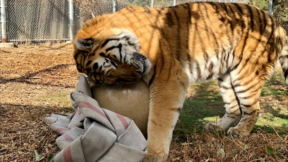 Denver Zoo announces passing of 12-year-old tiger Yuri | 9news.com