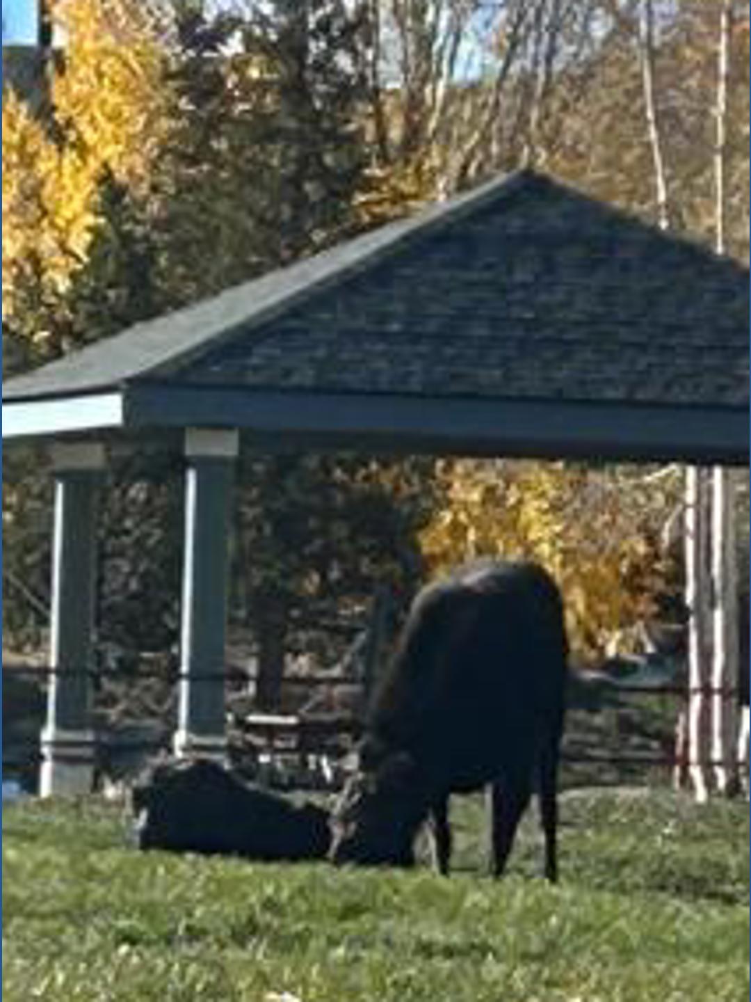 Moose calf rescued from Breckenridge Skatepark bowl | 9news.com