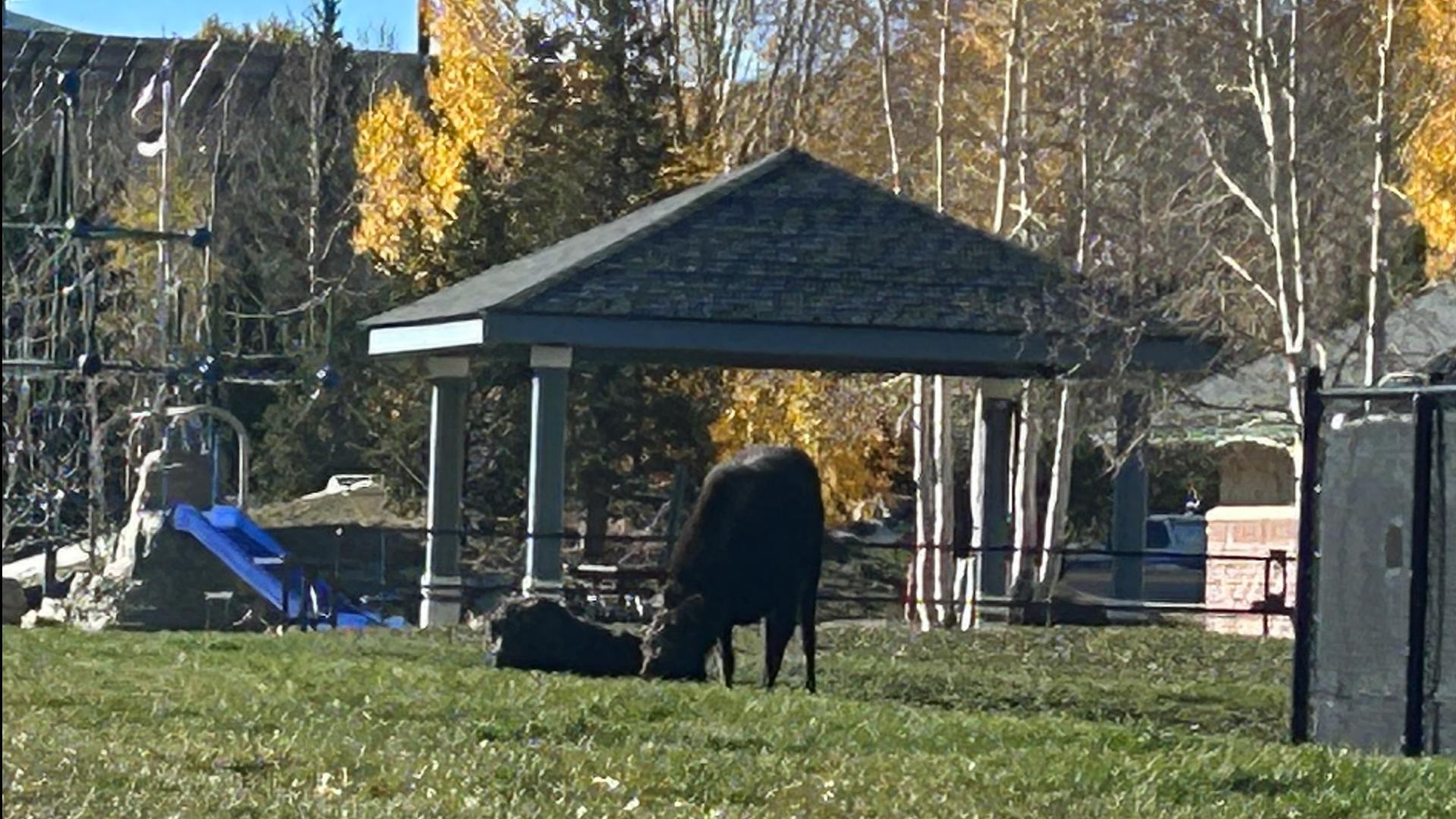 Moose calf rescued from Breckenridge Skatepark bowl | 9news.com