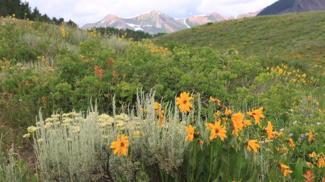 Crested Butte: A look at Colorado's wildflower capital | 9news.com