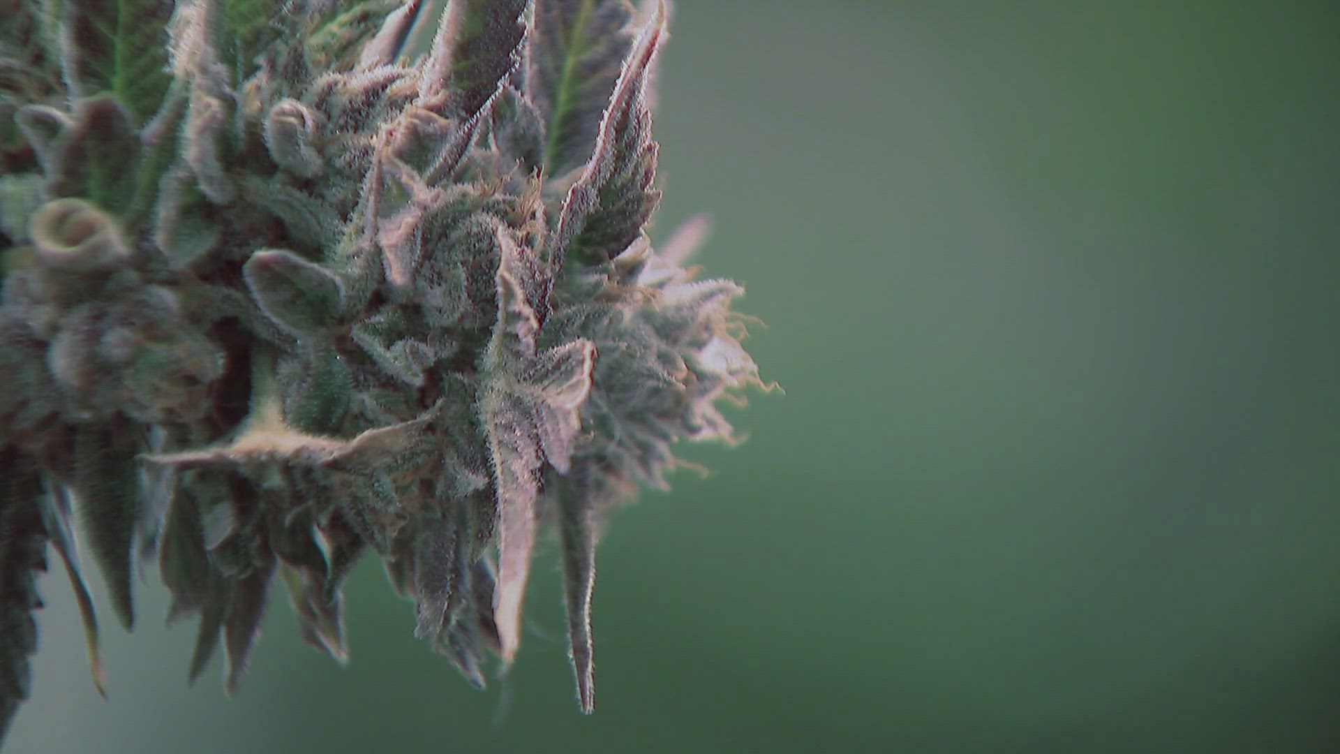 State regulators consider a new testing program for marijuana products ...