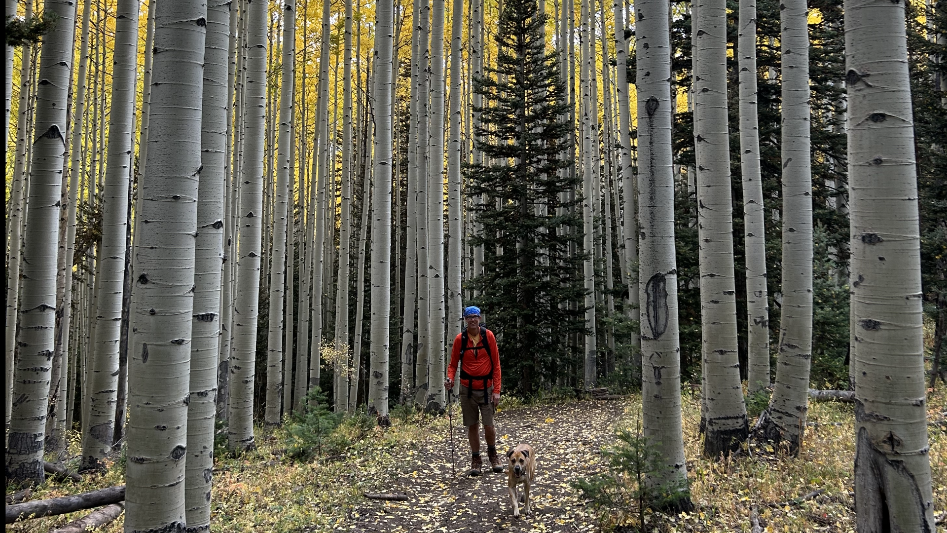 Fun facts about Aspens | 9news.com