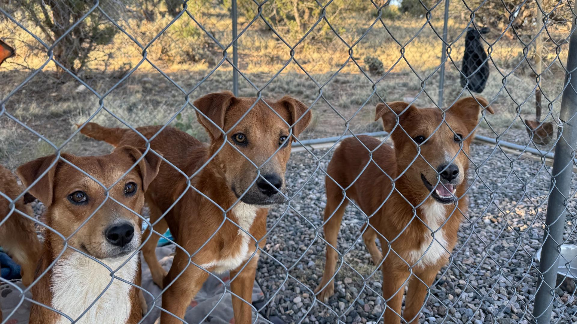8 abandoned dogs find refuge at Colorado shelter | 9news.com