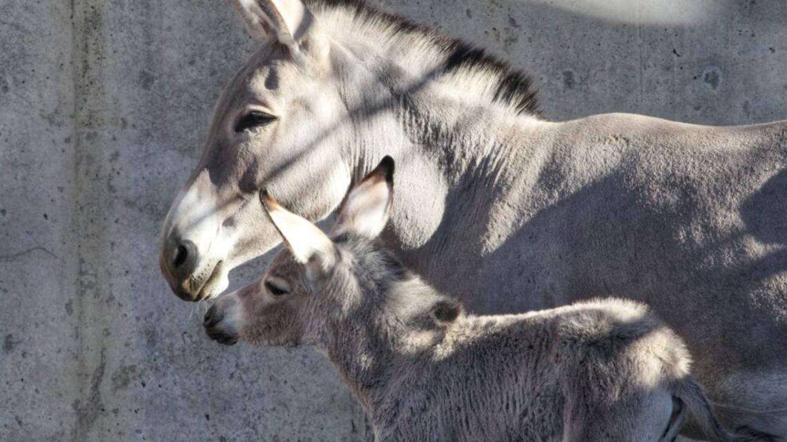 Denver Zoo welcomes Somali wild ass foal | 9news.com