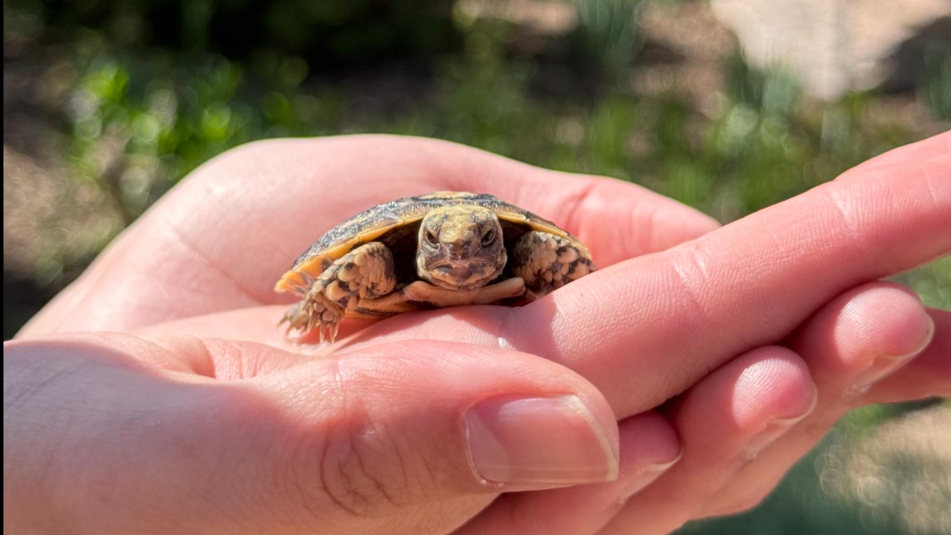 Help name Denver Zoo's baby African pancake tortoise | 9news.com