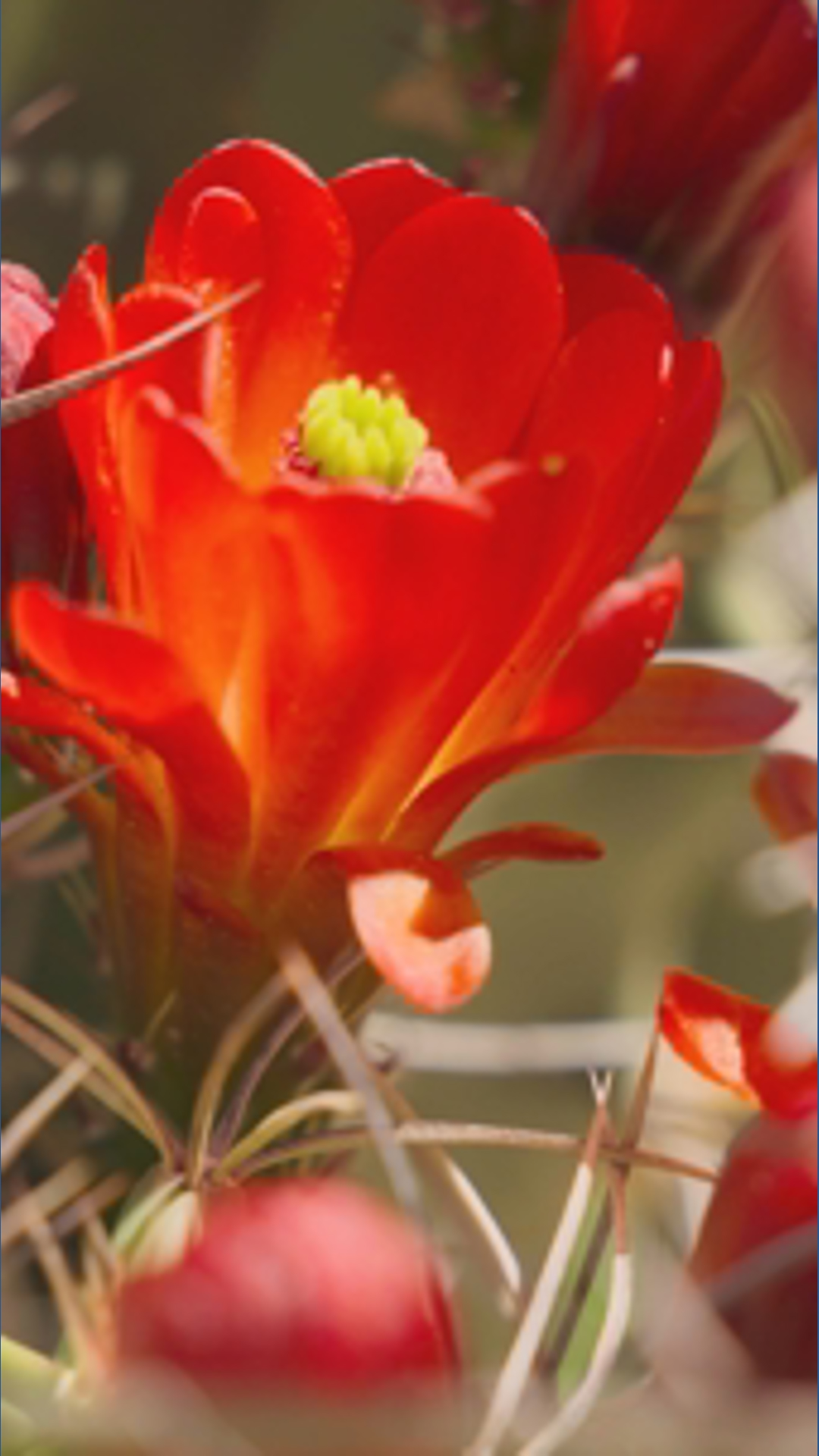 SummerHome Garden blooms in Denver | 9news.com