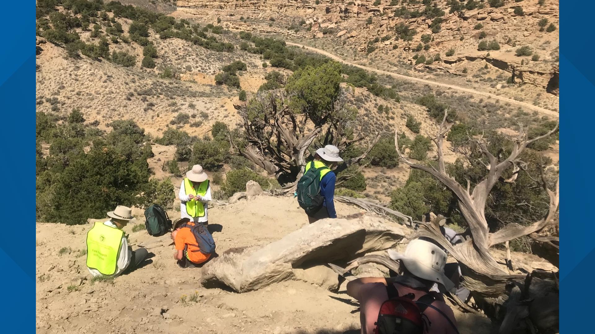 Paleontologists discover new Colorado mammal fossil | 9news.com