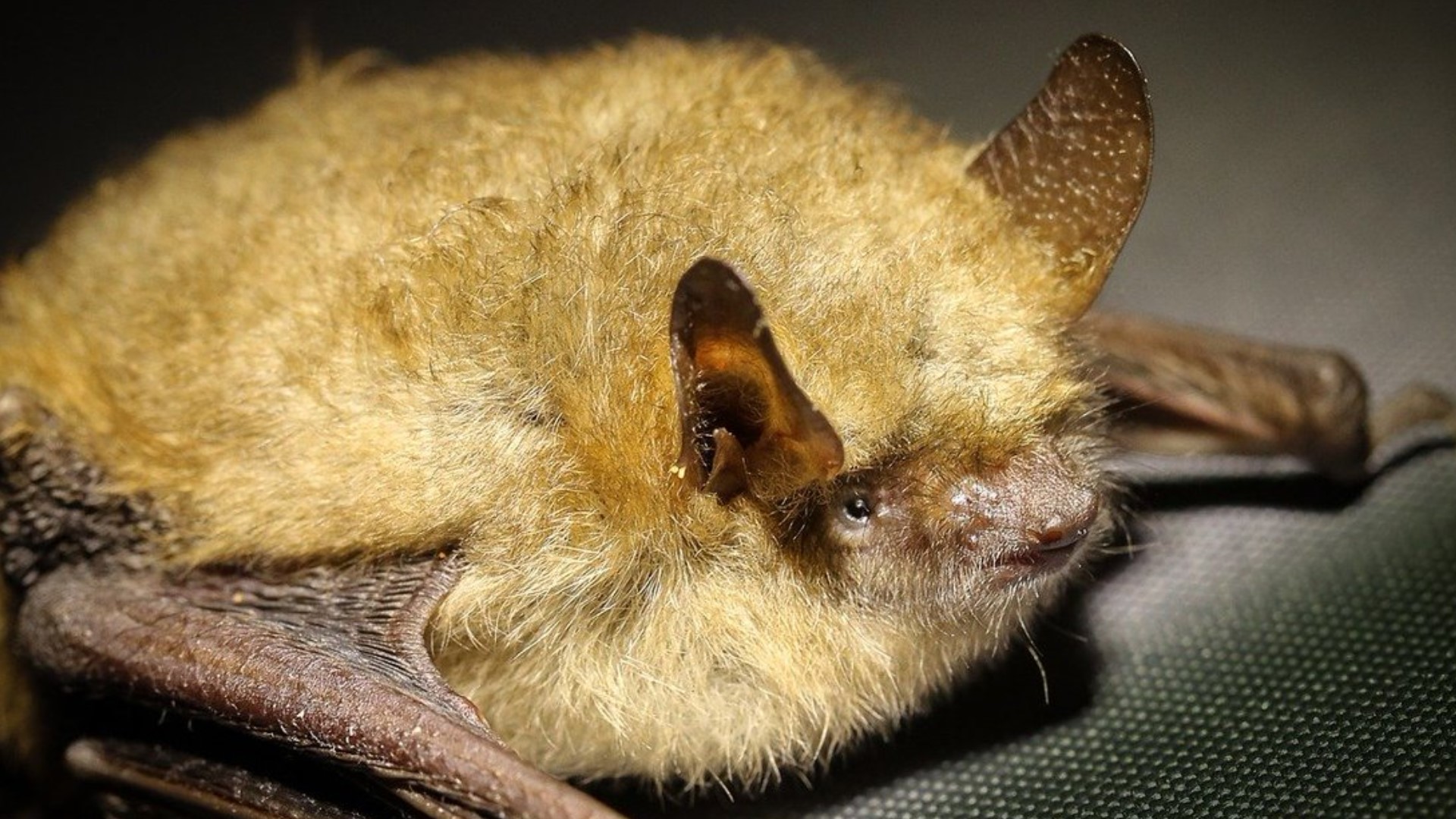 7th bat this year tests positive for rabies in JeffCo | 9news.com