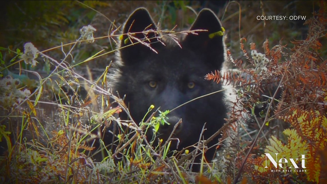 What if Colorado fails to meet the wolf reintroduction deadline ...