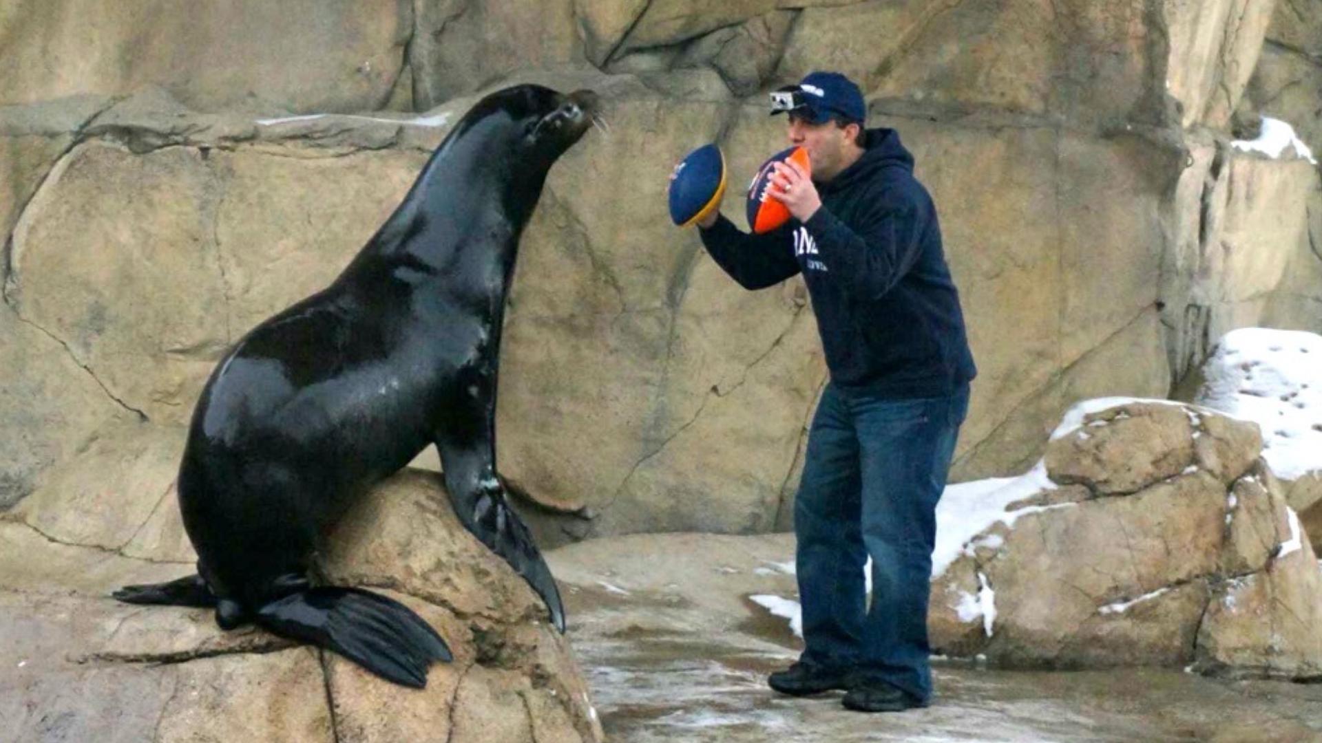 Denver Zoo's Nick the sea lion dies | 9news.com