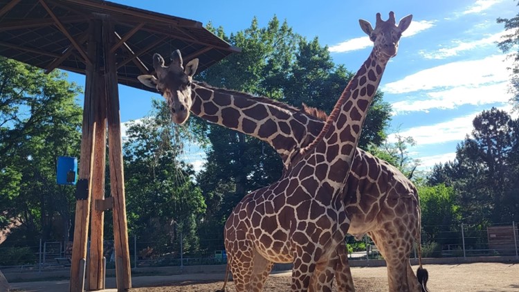 Meet Denver Zoo's new giraffe, 21-month-old BB | 9news.com