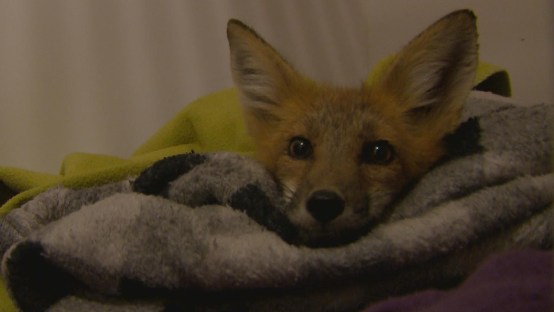 Arvada fox survives after being shot through neck with arrow | 9news.com