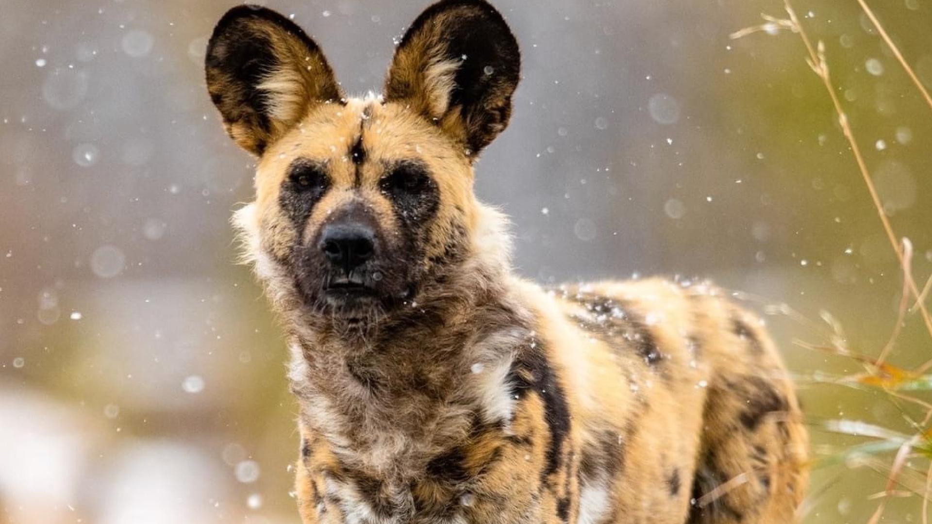 Denver Zoo announces death of 11-year-old African wild dog, Tilly ...