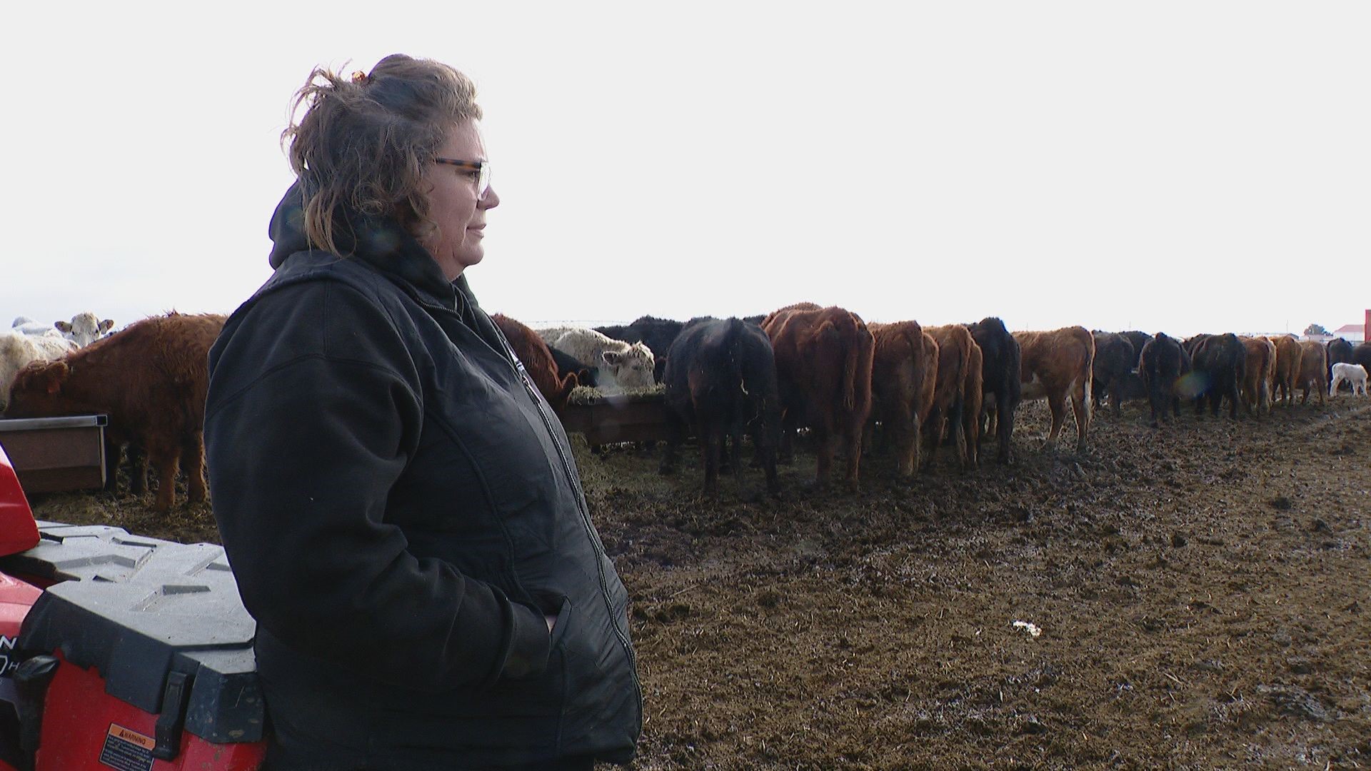 Colorado journalist crosses rural-urban divide with cow bios | 9news.com