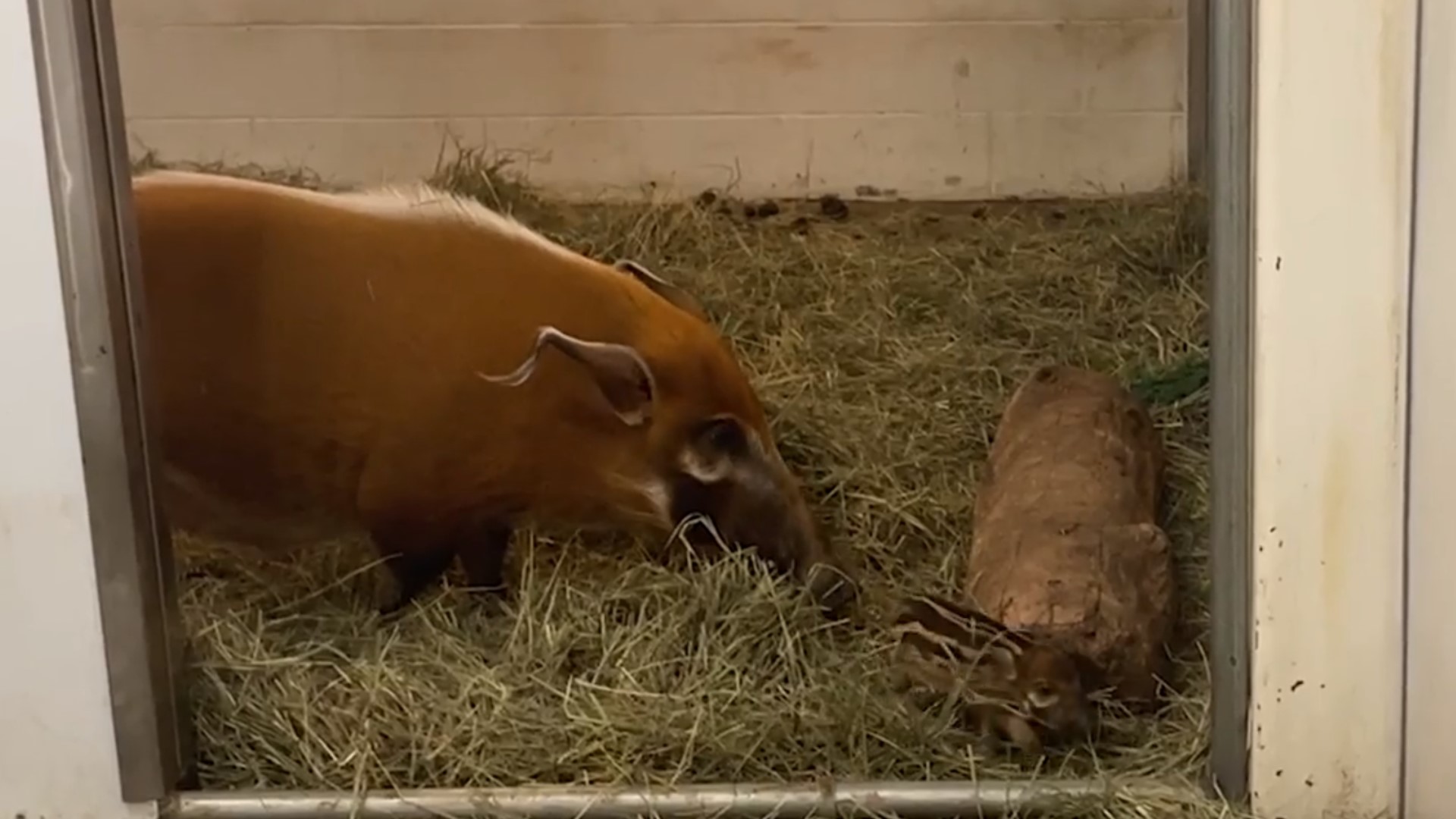 Baby Red River hog born at Colorado Springs zoo | 9news.com