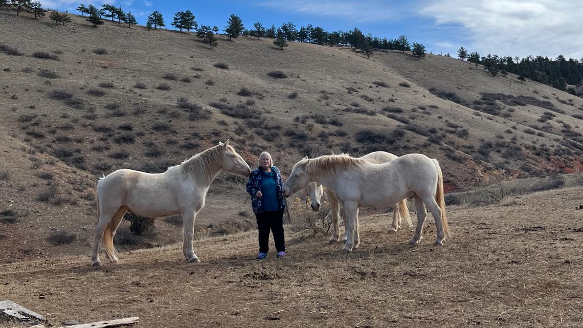 Colorado judge strikes down BLM's wild horse adoption program | 9news.com