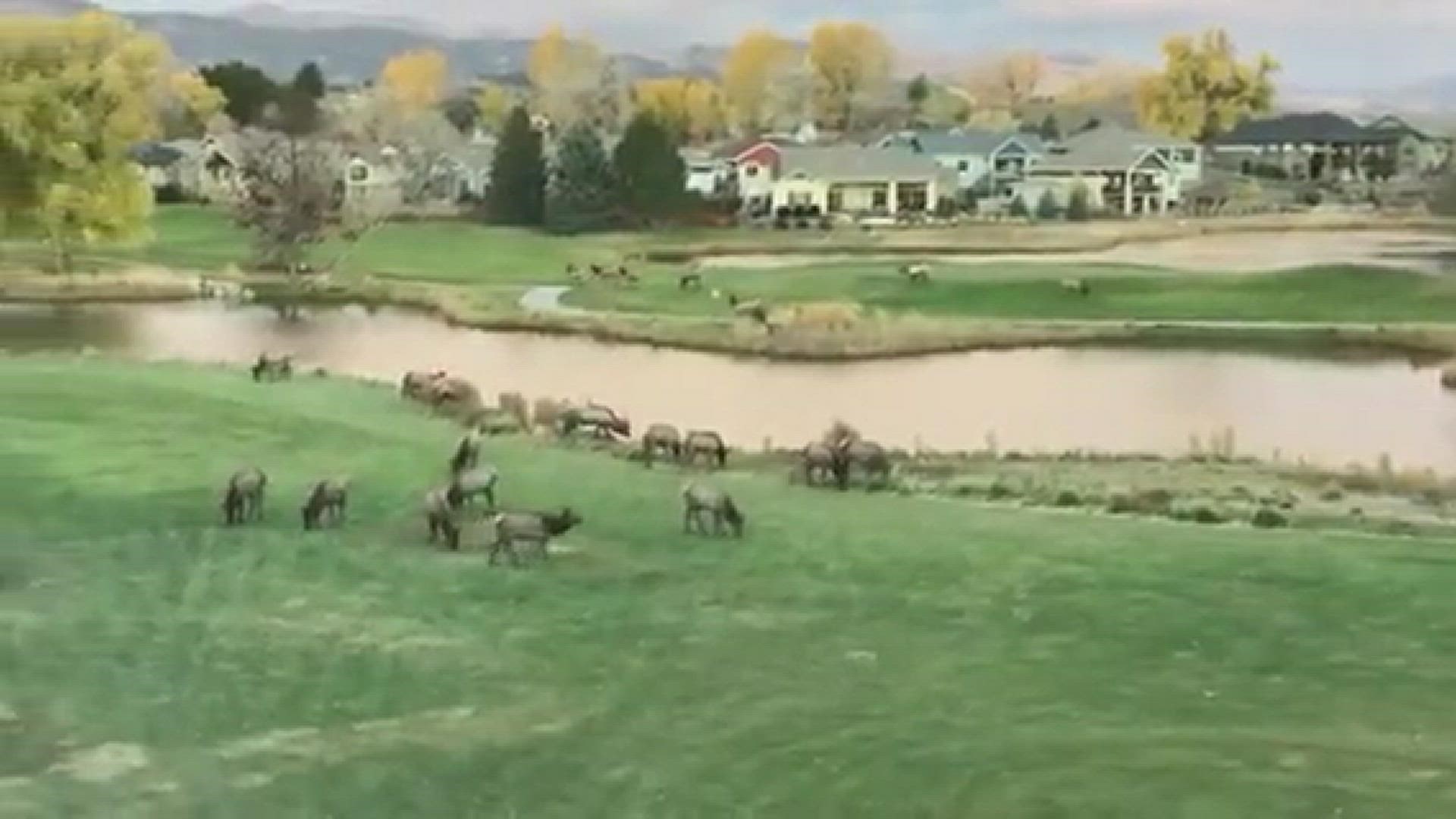 The Elk Have Returned to Mariana Butte | 9news.com