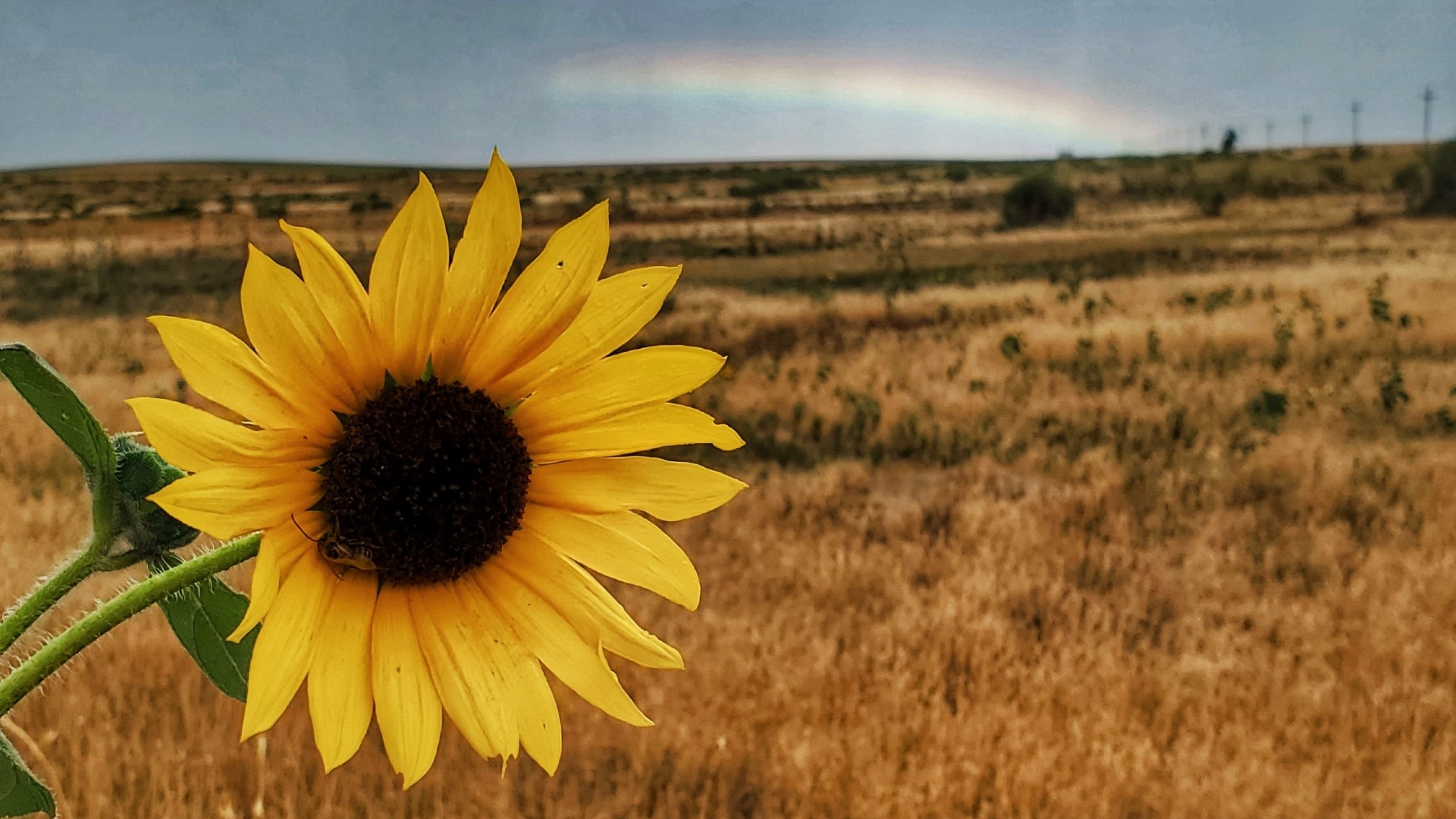 Incredible sunflower photos from across Denver and Colorado | 9news.com