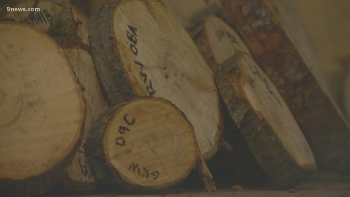 Tree rings used to study avalanche history | 9news.com