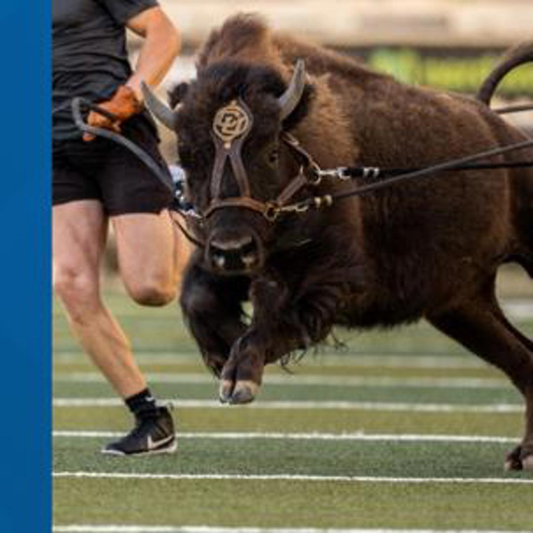 Ralphie VII introduced as new University of Colorado mascot | 9news.com