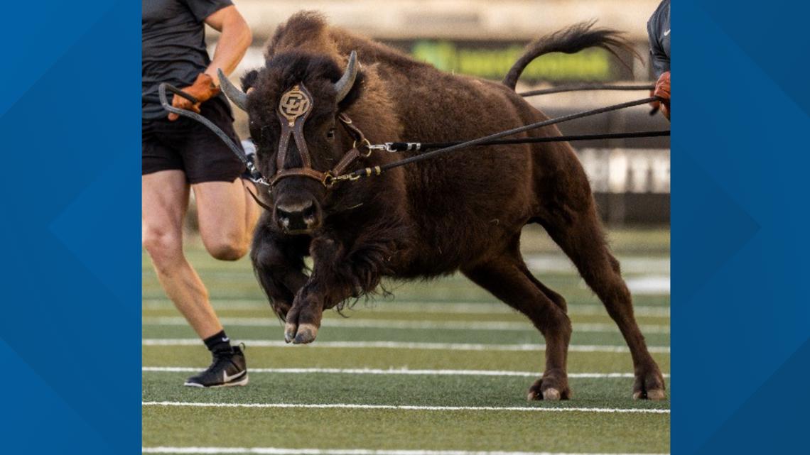 Ralphie VII introduced as new University of Colorado mascot | 9news.com
