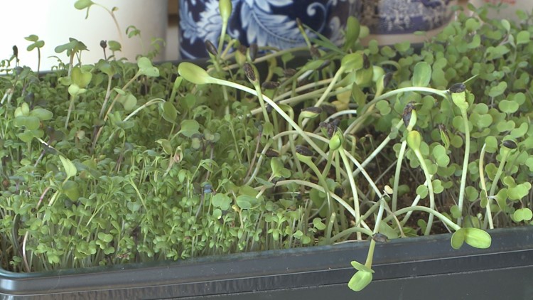 How to grow sprouts and microgreens | 9news.com