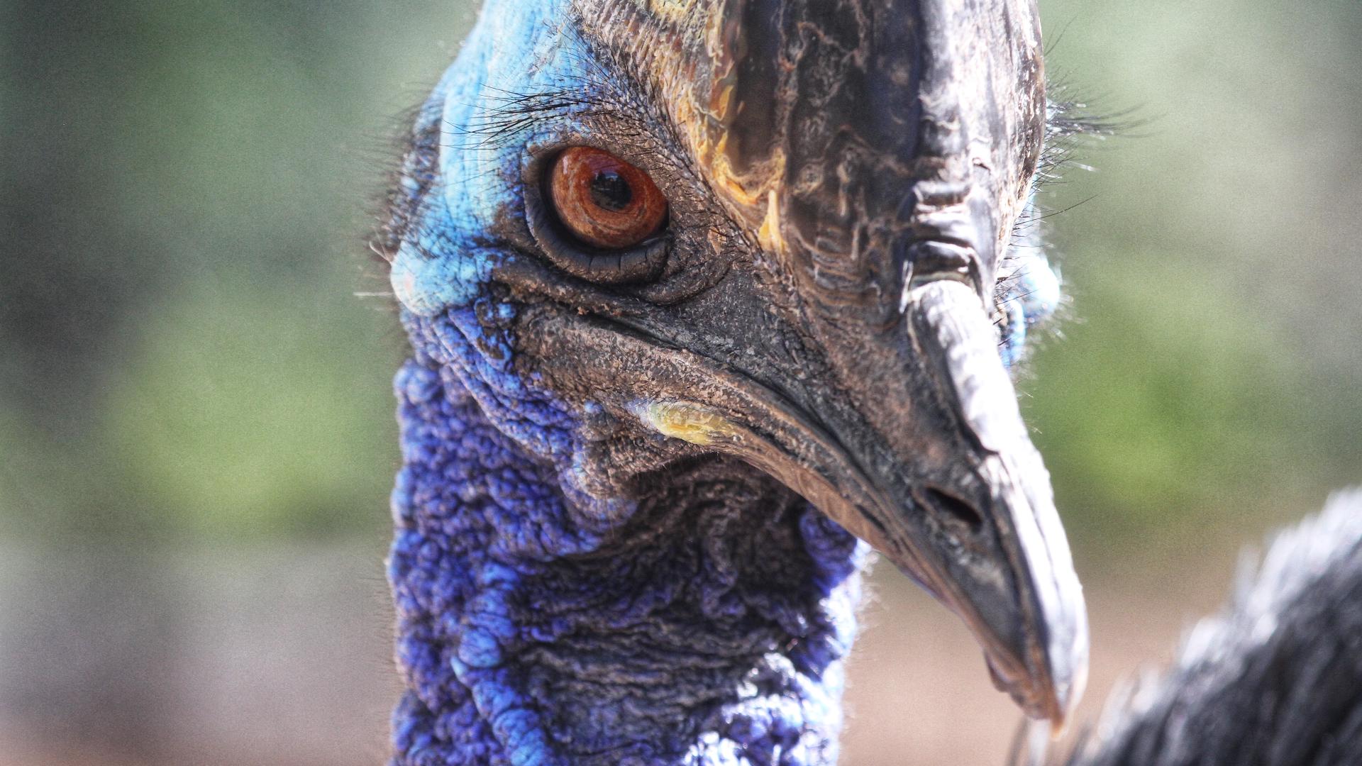 Denver Zoo opens new 'Down Under' animal habitat | 9news.com