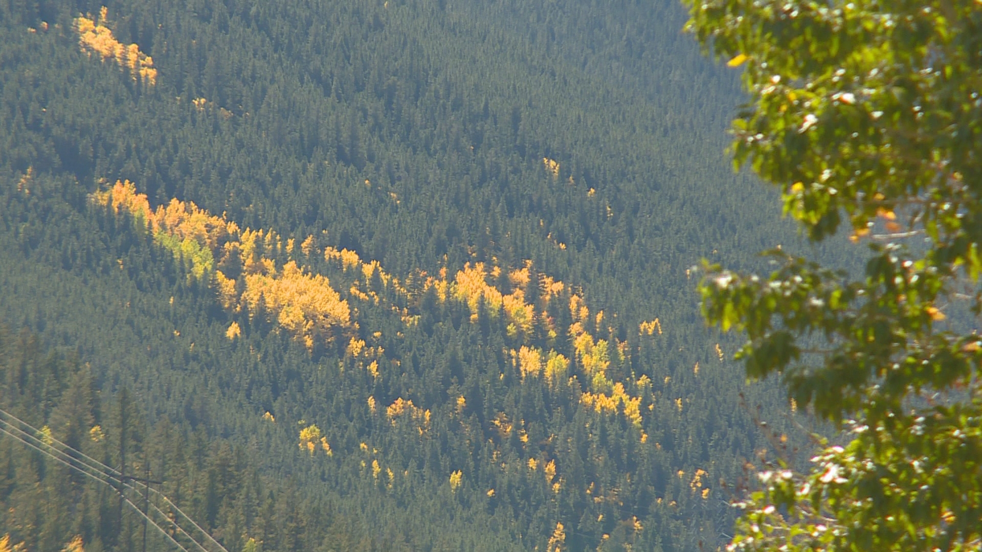 Traffic halts as leaf-peepers flood Colorado mountain town | 9news.com
