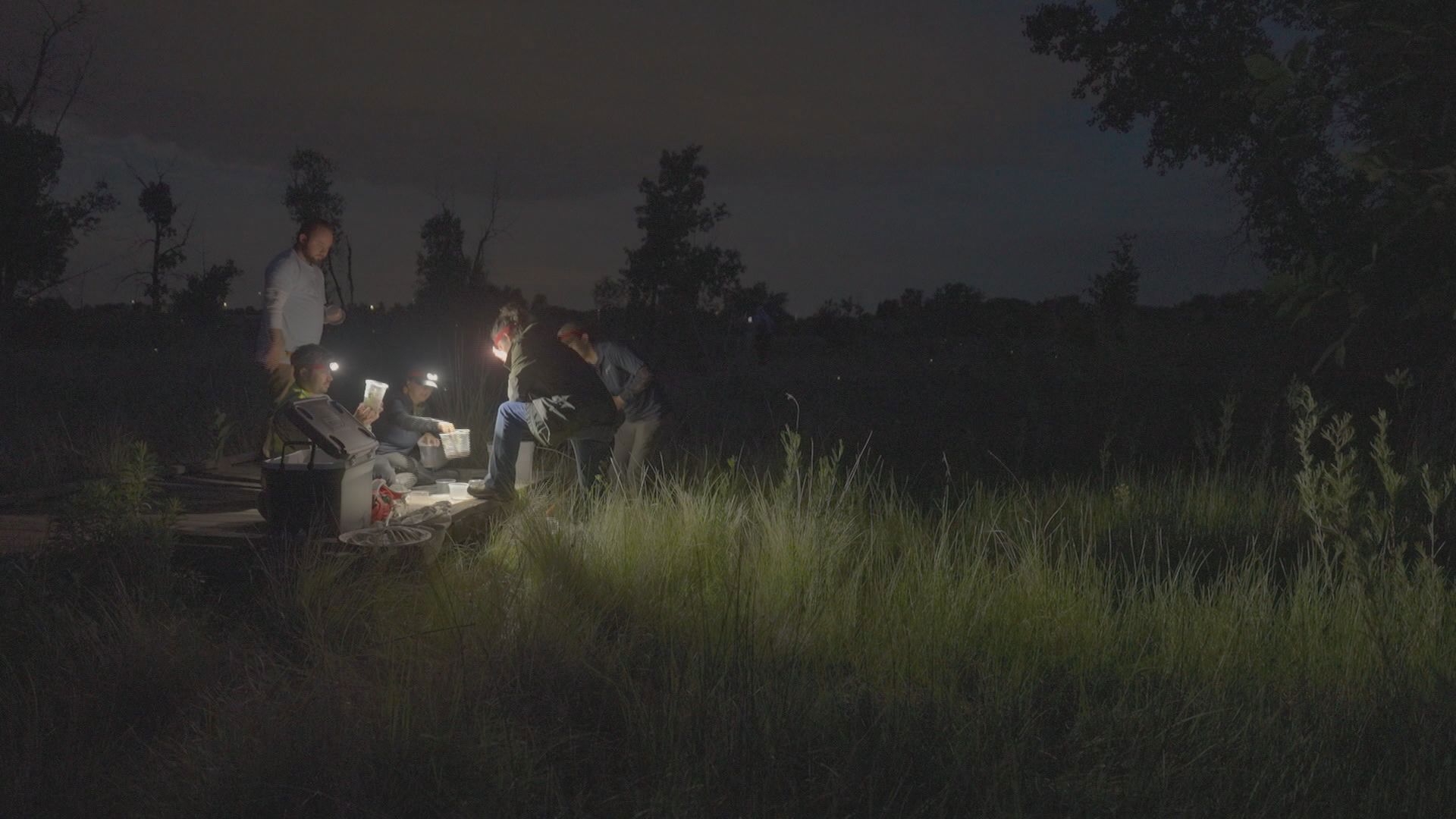 Researchers studying fireflies at northern Colorado marsh | 9news.com