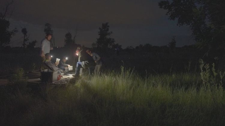Researchers studying fireflies at northern Colorado marsh | 9news.com