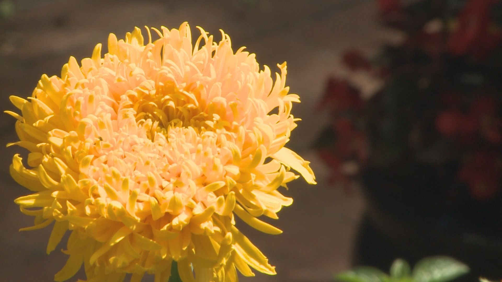 Proctor's Garden: Colorful garden show-stoppers | 9news.com