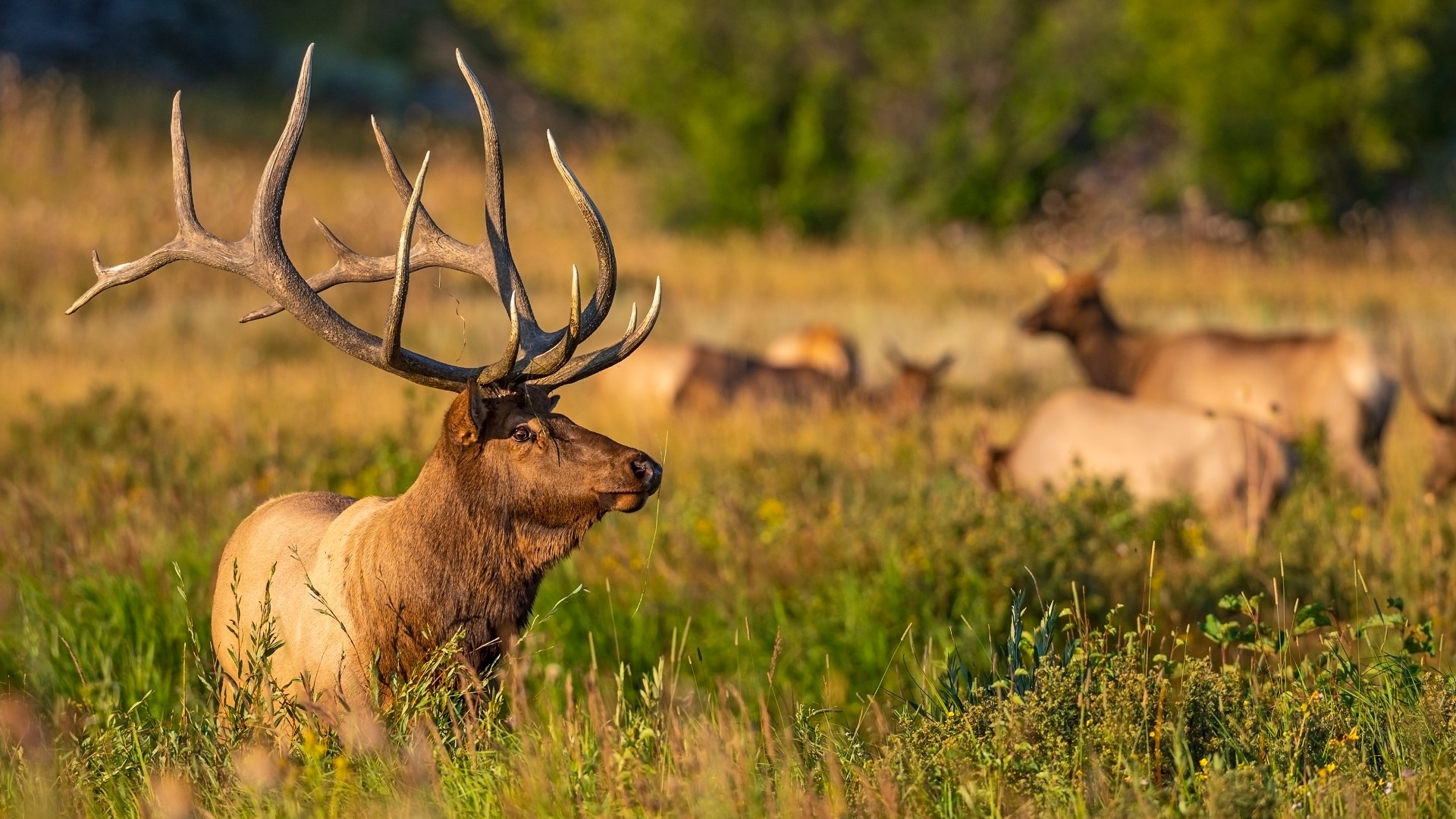 Antlers, skull illegally removed from carcass of famous RMNP elk ...