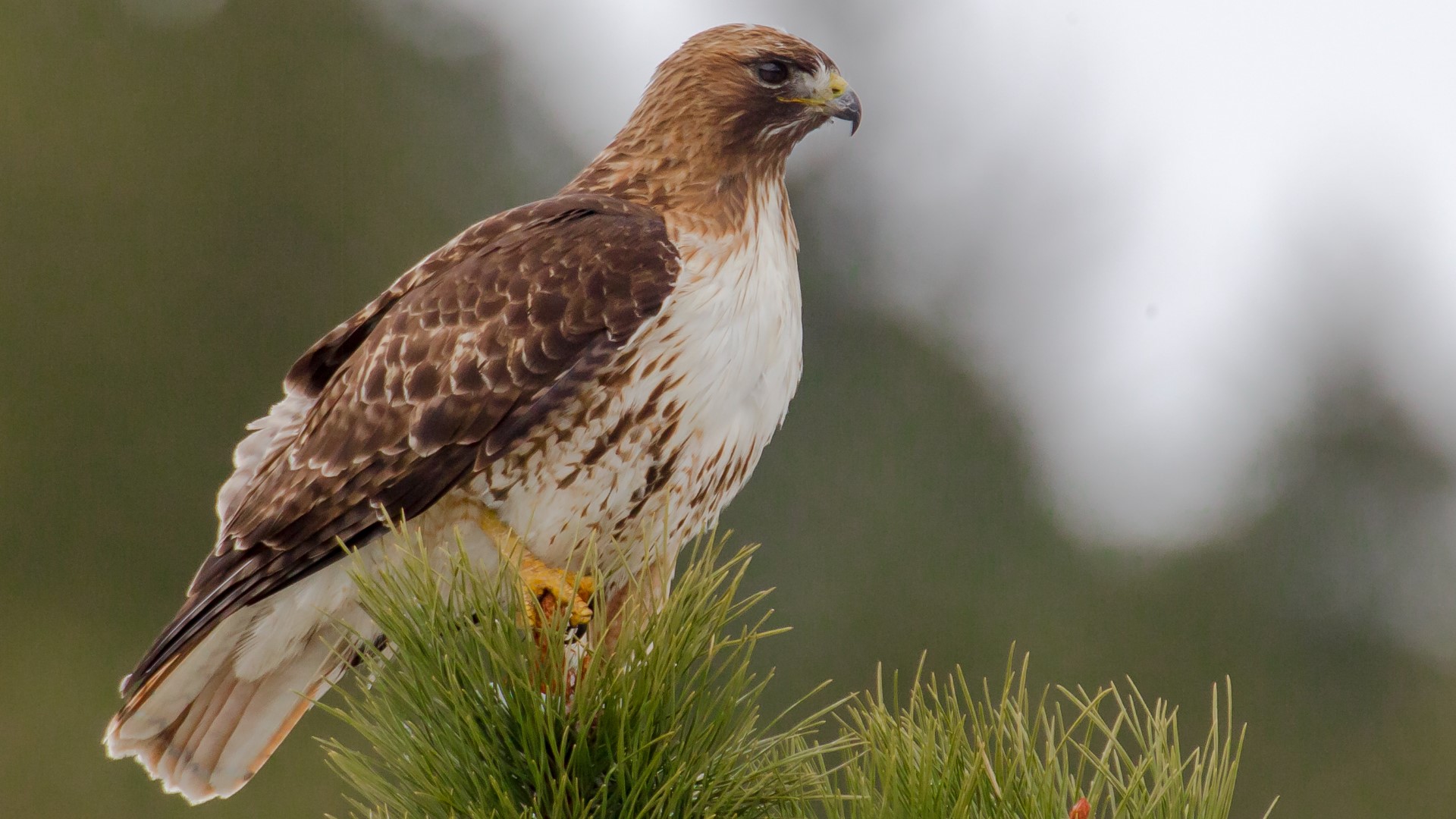 Closures in Rocky Mountain National Park for raptor protection | 9news.com