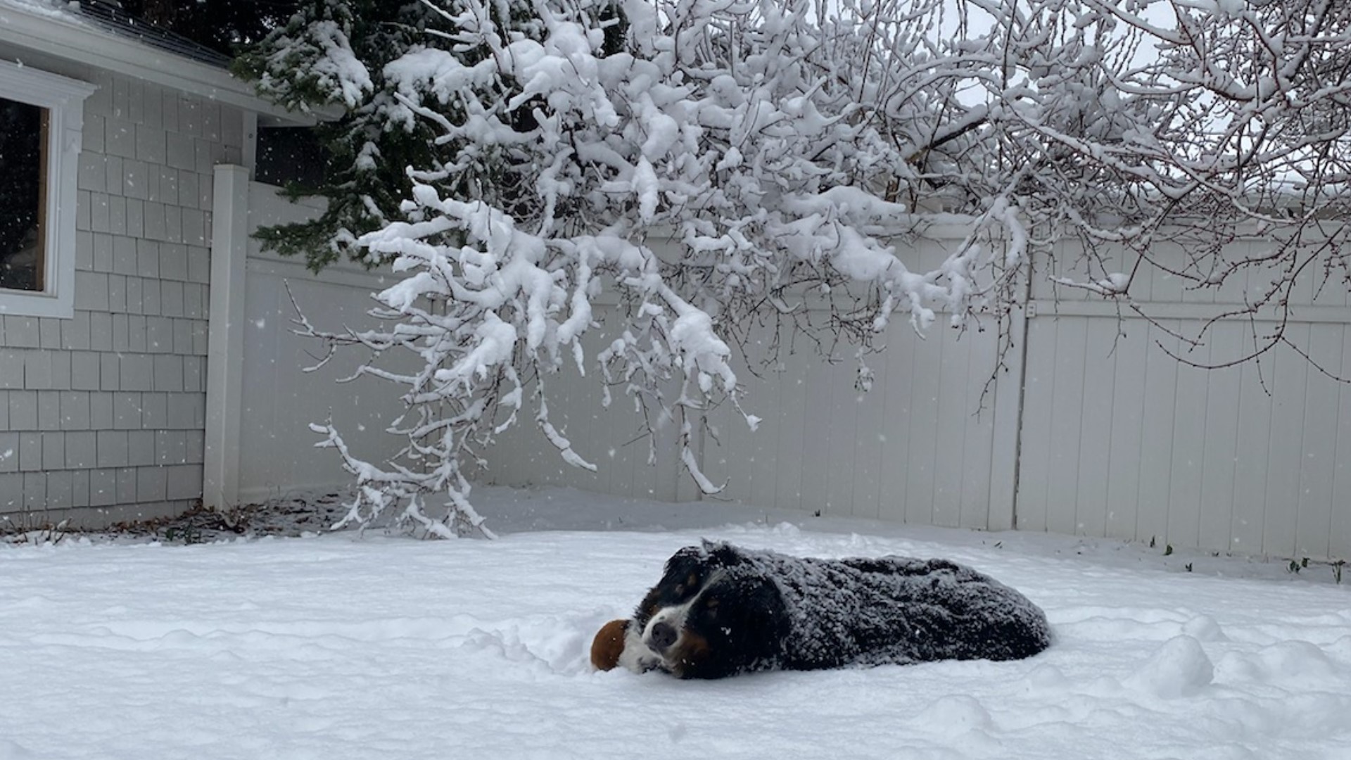 Photos and videos of March snow in Colorado | 9news.com