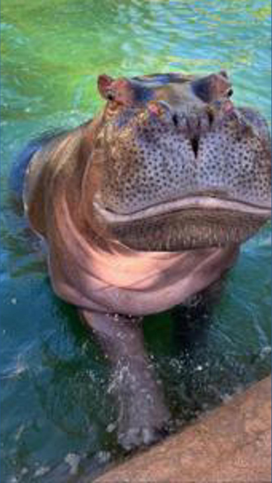 Denver Zoo hippo moving to Texas for new habitat | 9news.com