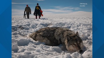New Colorado wolf license plate raises money to mitigate conflict ...