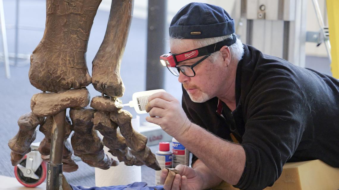 Full-scale Triceratops replica skeleton arrives at CU Boulder | 9news.com