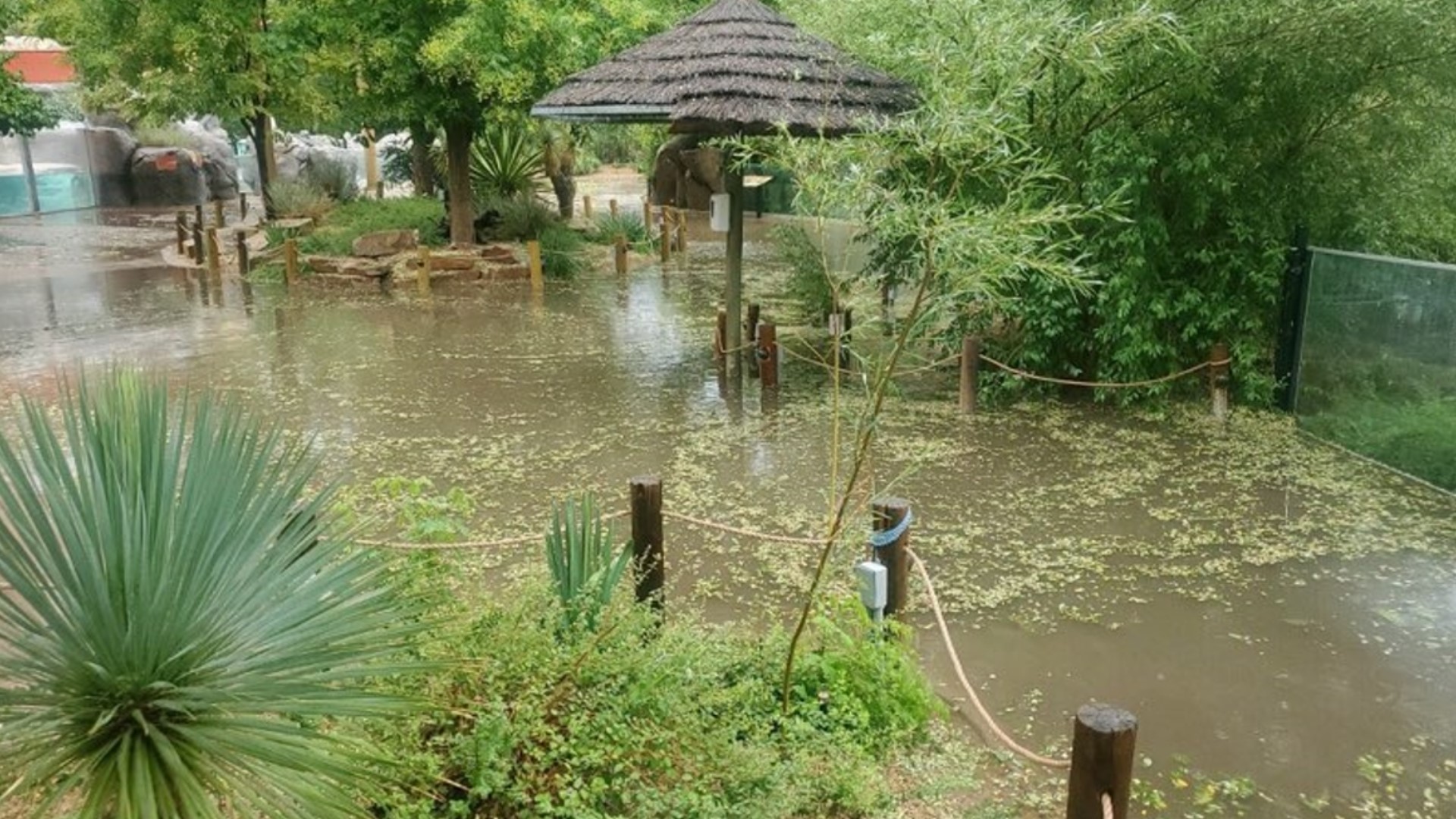 Torrential rains caused flooding at Denver Zoo | 9news.com