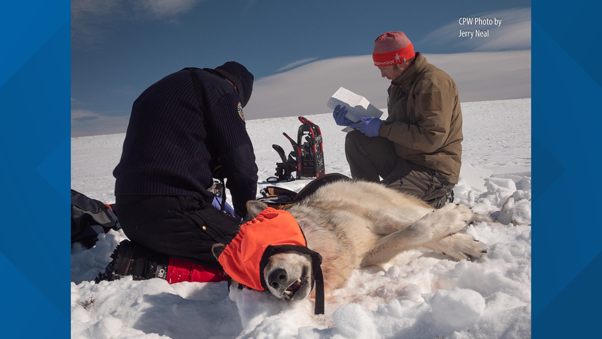 What to know about wolf reintroduction in Colorado | 9news.com