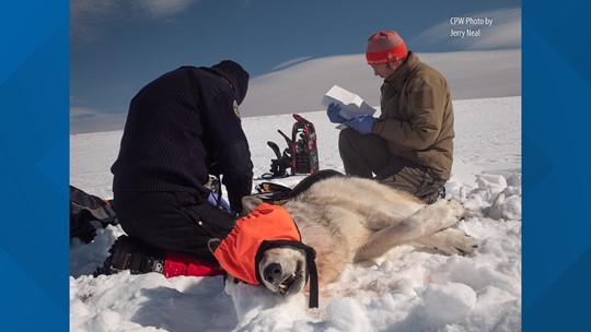New Colorado wolf license plate raises money to mitigate conflict ...