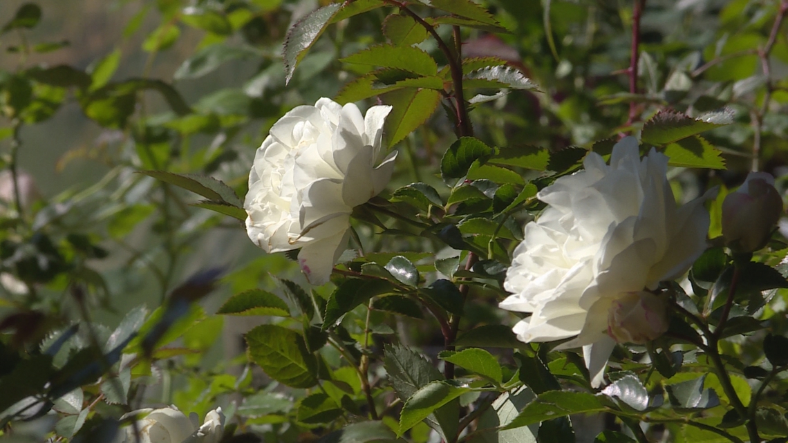Denver Botanic Gardens hosting annual Spring Plant Sale this weekend ...