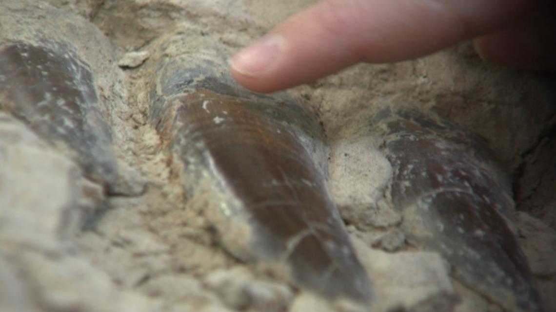 More of Teenage T. rex uncovered at Denver museum exhibit | 9news.com